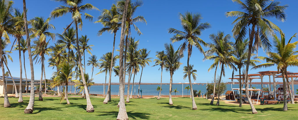 Dampier Palms – Electric Images Australia